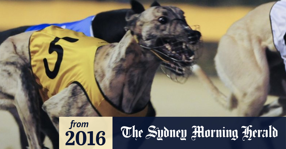 Greyhound trainer suspended and investigated for luring and baiting offences